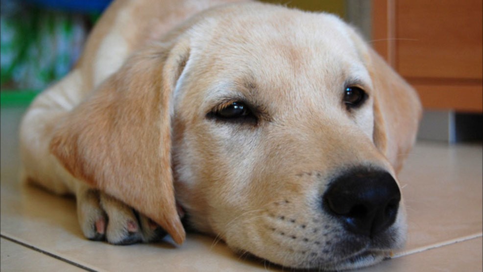 A labrador retriever kutyafajta eredete, nevelése, tartása és jelleme ...